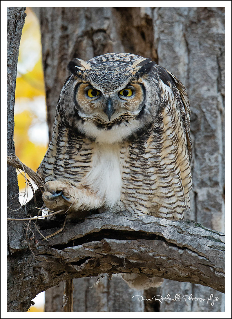 Prints | Dave Rothwell Photography